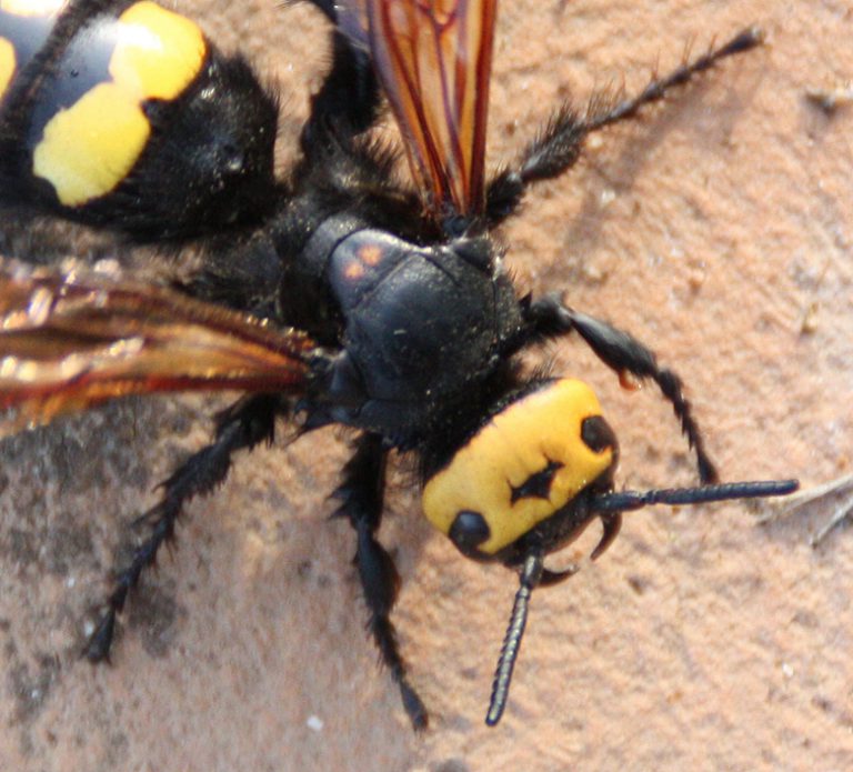 Megascolia maculata flavifrons